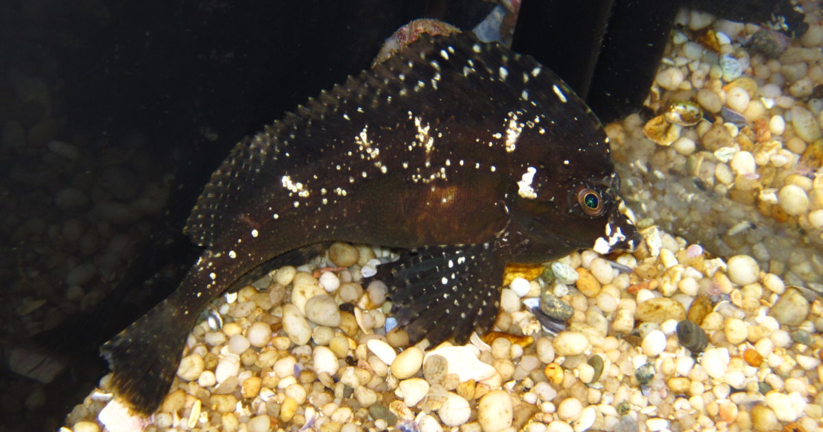 Two Oceans Aquarium | Smooth horsefish