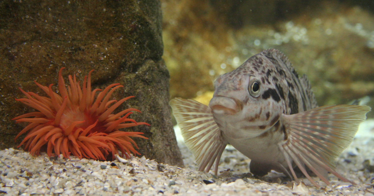 Two Oceans Aquarium | Redfingers