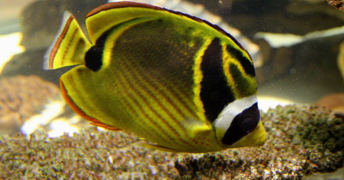 Raccoon Butterflyfish Chaetodon Lunula Monaco Nature Encyclopedia