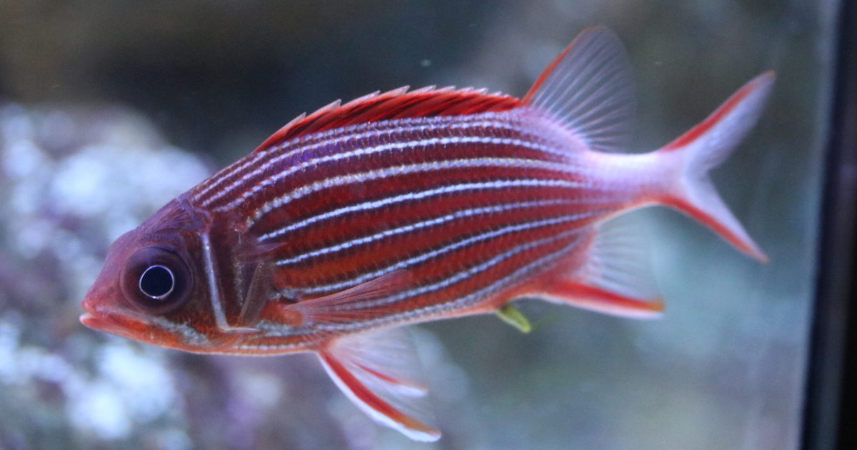Two Oceans Aquarium | Crown squirrelfish