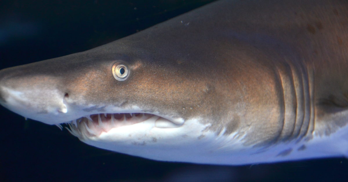 Two Oceans Aquarium | Ragged-tooth shark