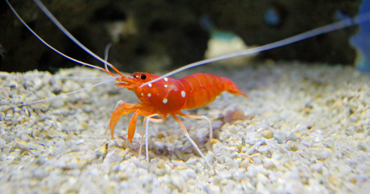Two Oceans Aquarium | Fire shrimp
