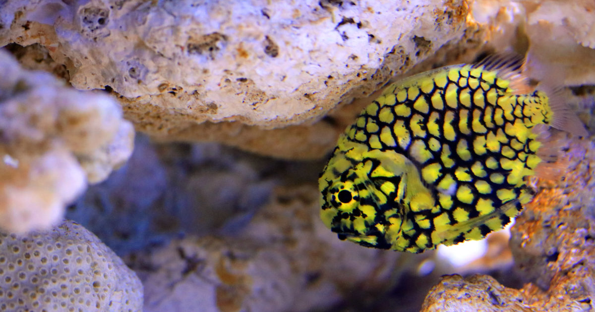 Two Oceans Aquarium | Pineapplefish