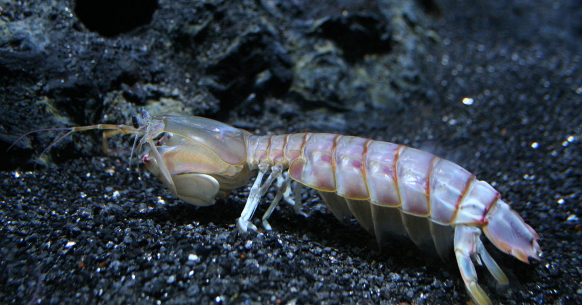 Two Oceans Aquarium | Cape mantis shrimp