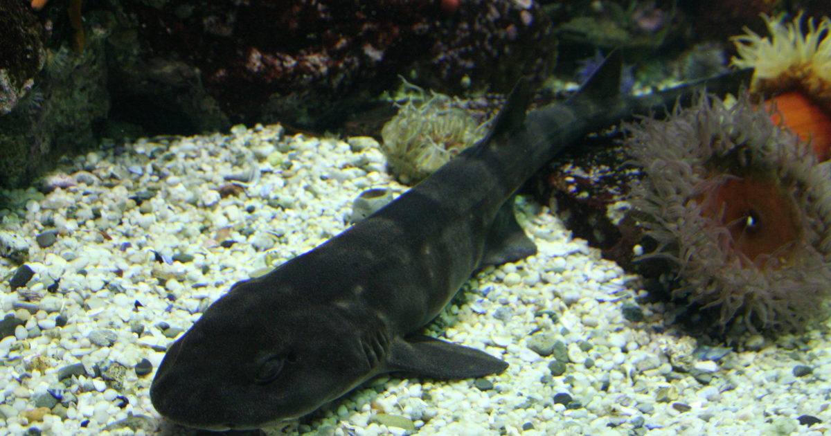 Two Oceans Aquarium | Dark shyshark