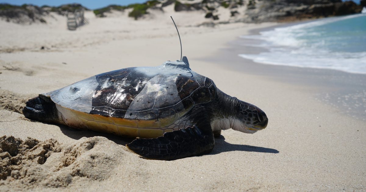 Two Oceans Aquarium | 18 000km later: Bheni the green turtle visits…