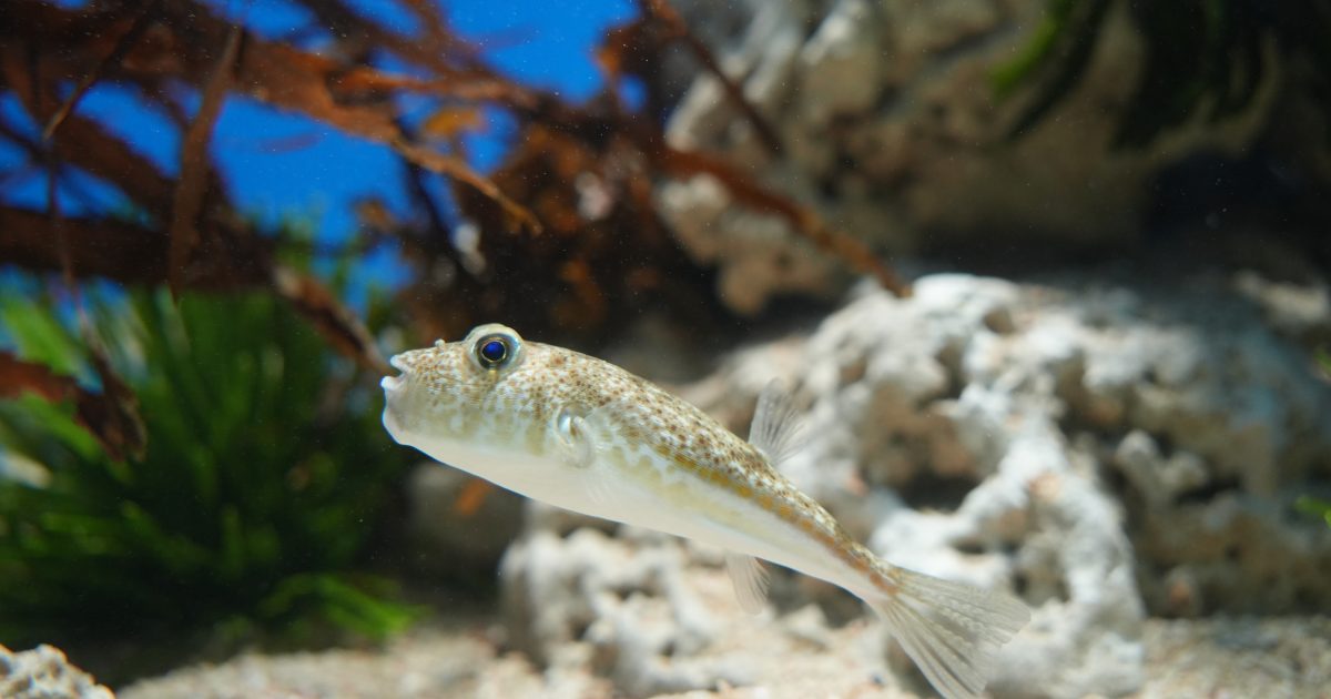Two Oceans Aquarium | Meet the Dwarf Pufferfish!