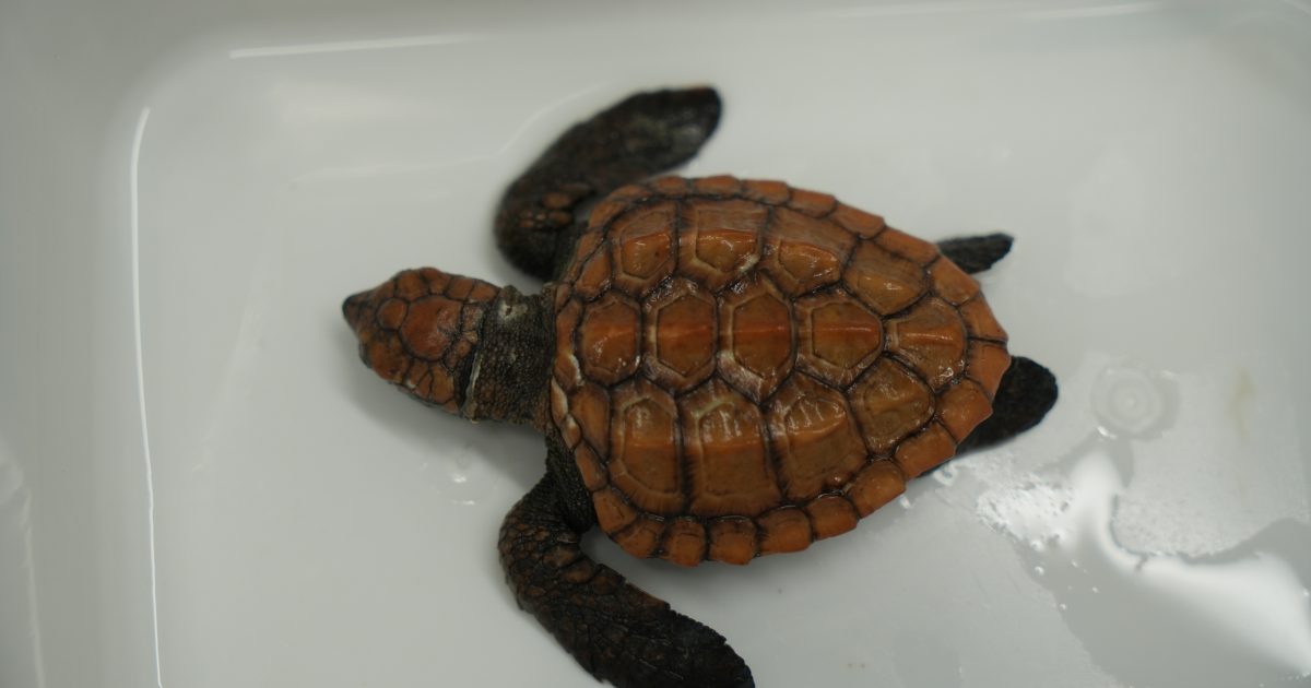 Two Oceans Aquarium Foundation | Turtle stranding season: What you…