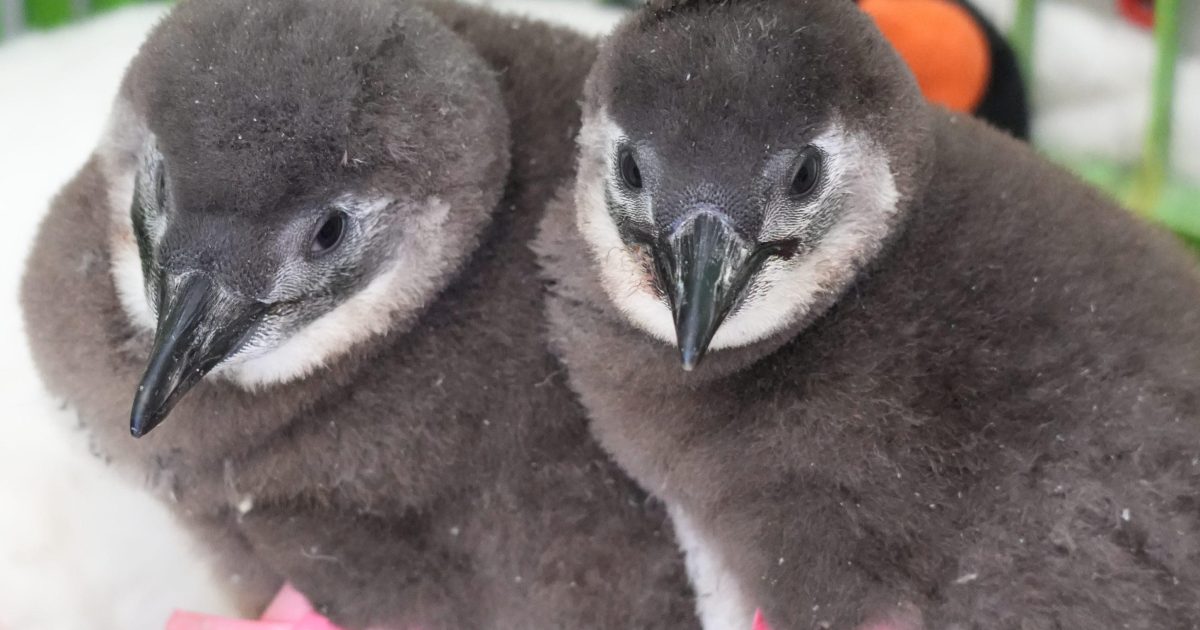 Two Oceans Aquarium | Celebrating our African penguin chicks’ journey…