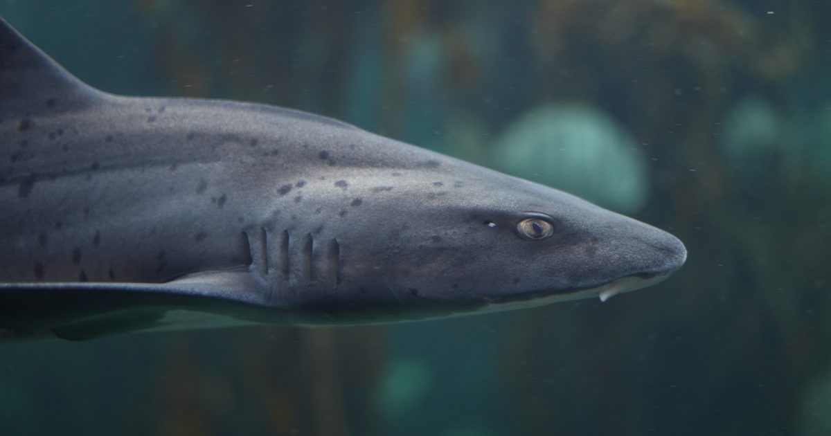 Two Oceans Aquarium Foundation | This World Shark Day, a…
