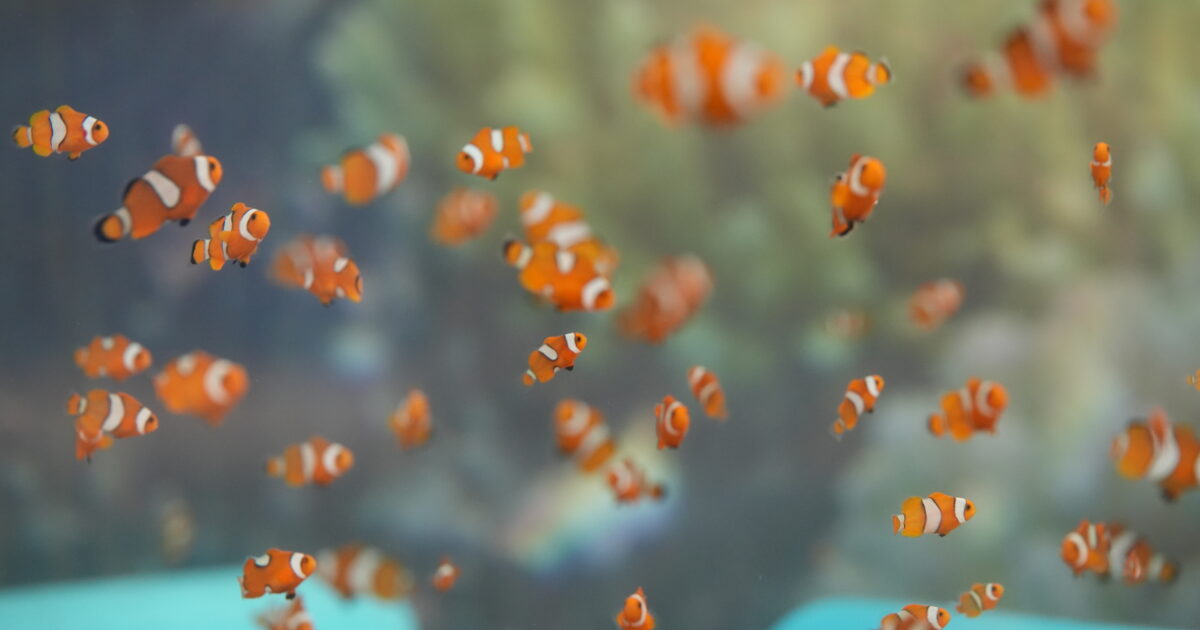 Two Oceans Aquarium | Behind the scenes with our Western clownfish…