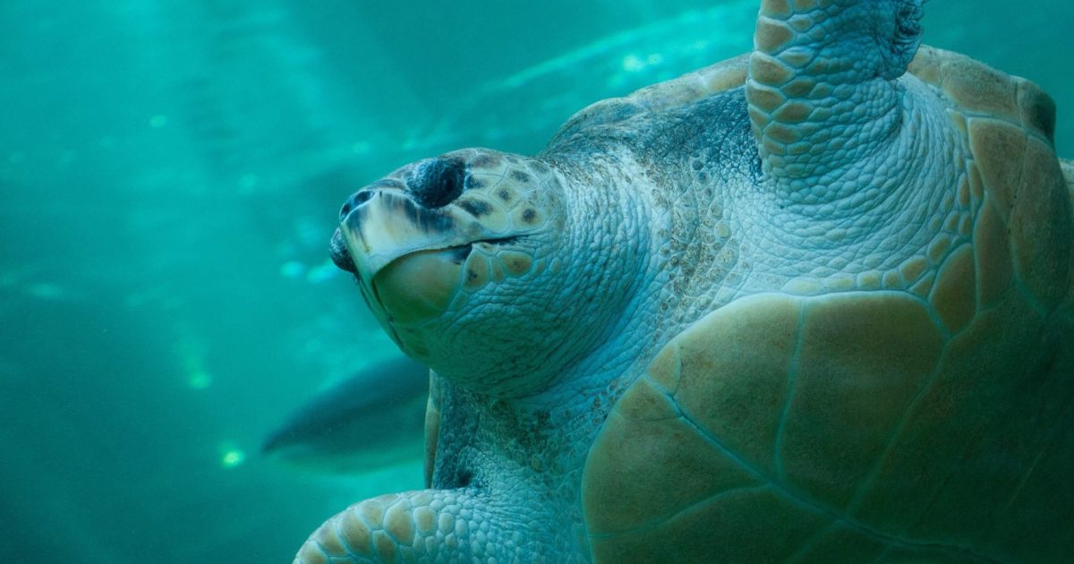 Two Oceans Aquarium | Yoshi the turtle makes scientific discovery:…