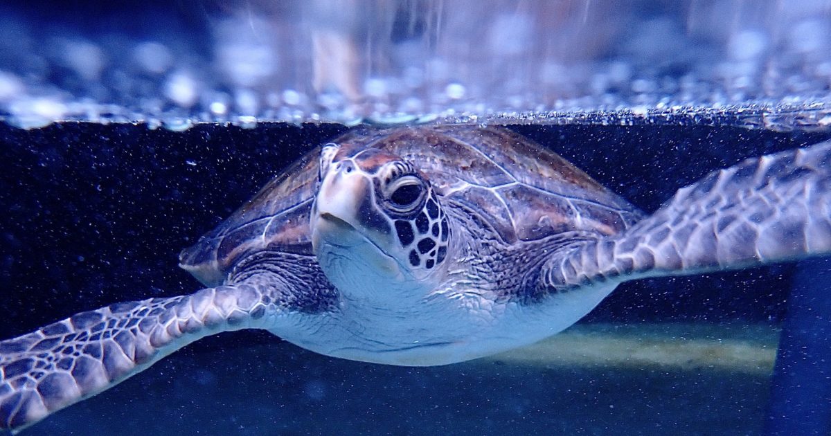 Two Oceans Aquarium | Litchi in the limelight: De Hoop and beyond!