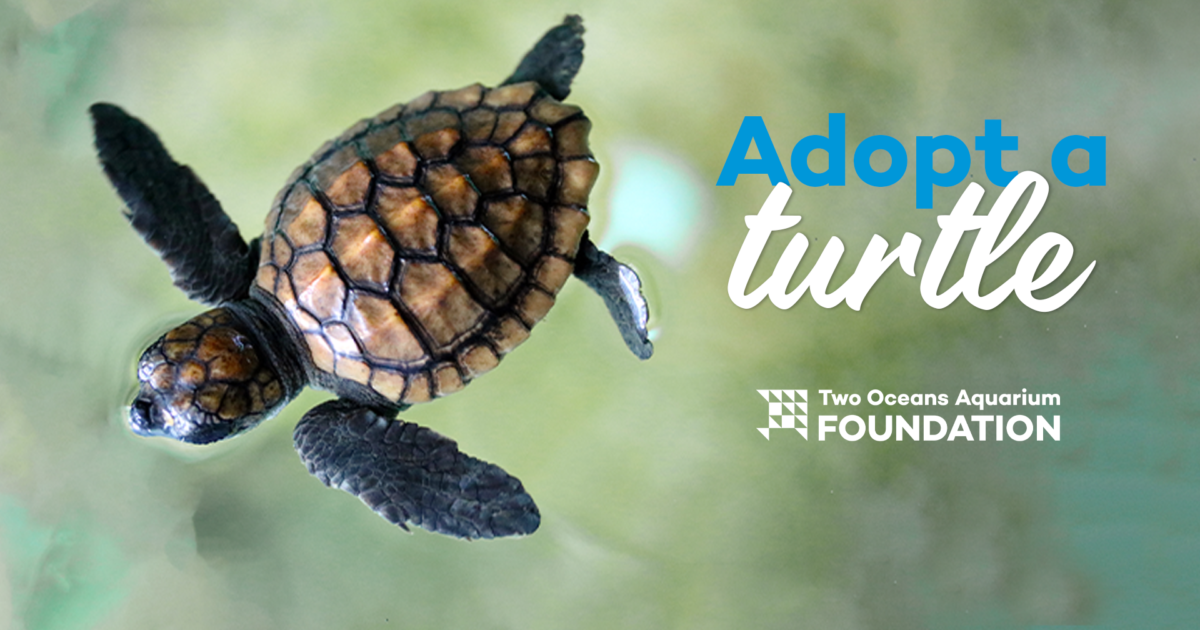 Two Oceans Aquarium Foundation | Adopt a turtle