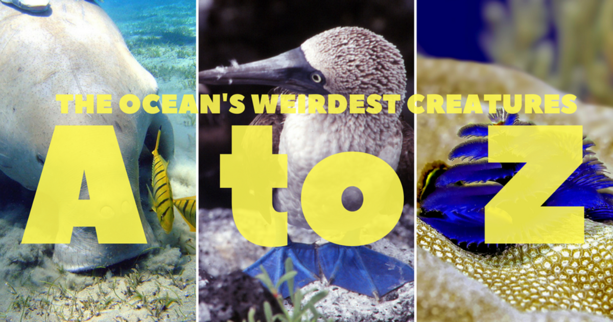 Two Oceans Aquarium | The a-z of weird ocean creatures