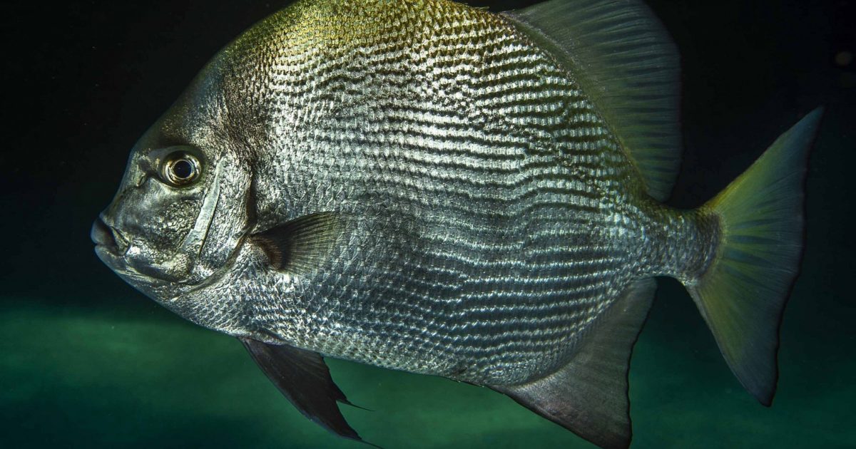 Two Oceans Aquarium | African spadefish