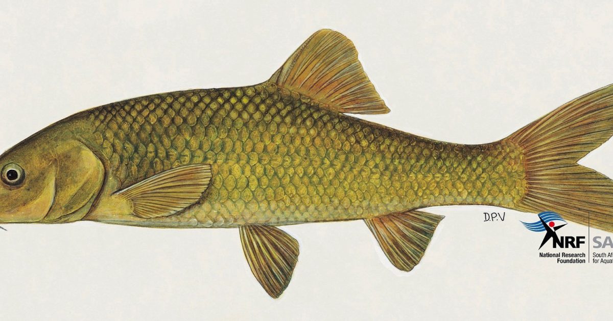 Two Oceans Aquarium | Clanwilliam sawfin