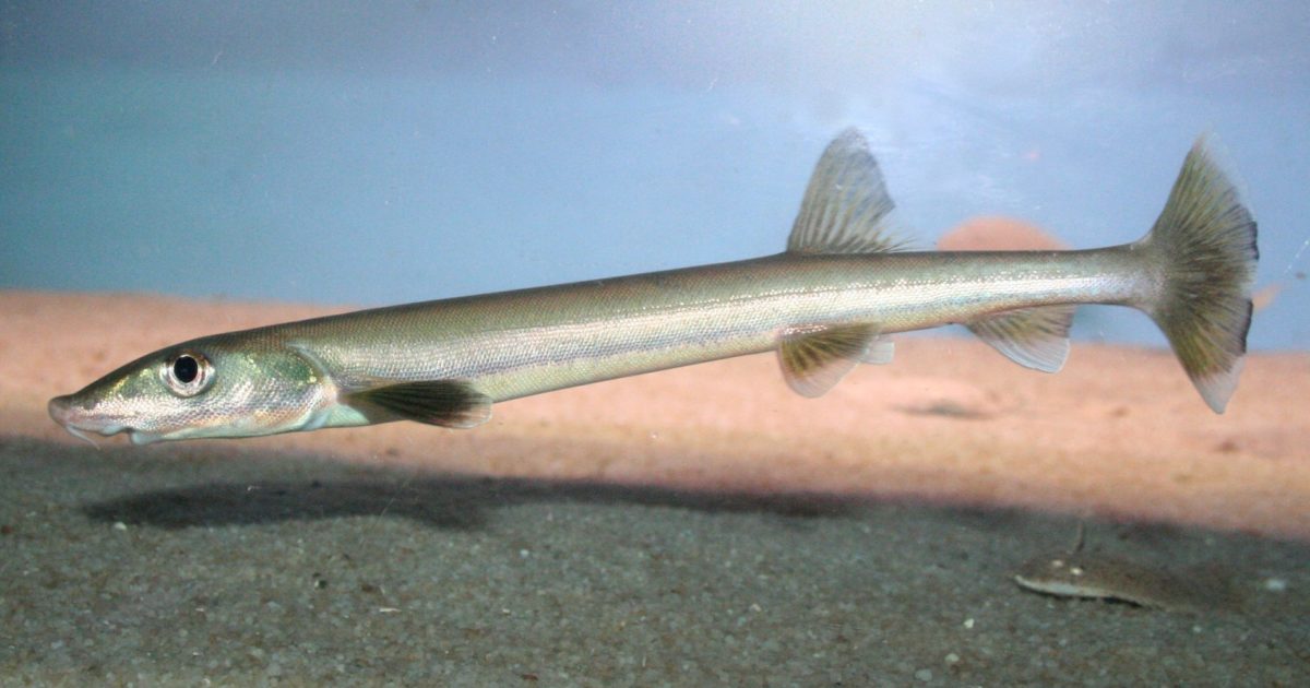 Two Oceans Aquarium | Beaked sandfish