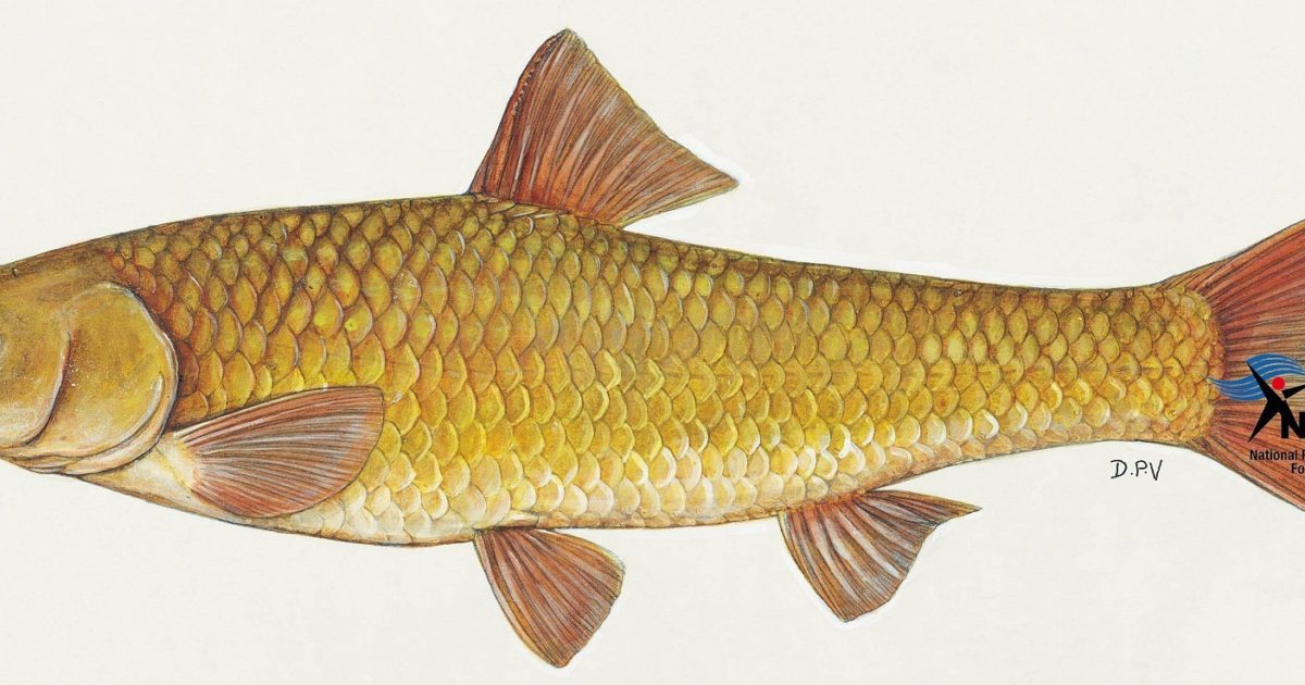 Two Oceans Aquarium | Berg-breede river whitefish