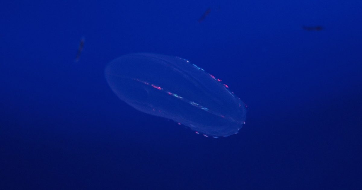 Two Oceans Aquarium | Comb jelly