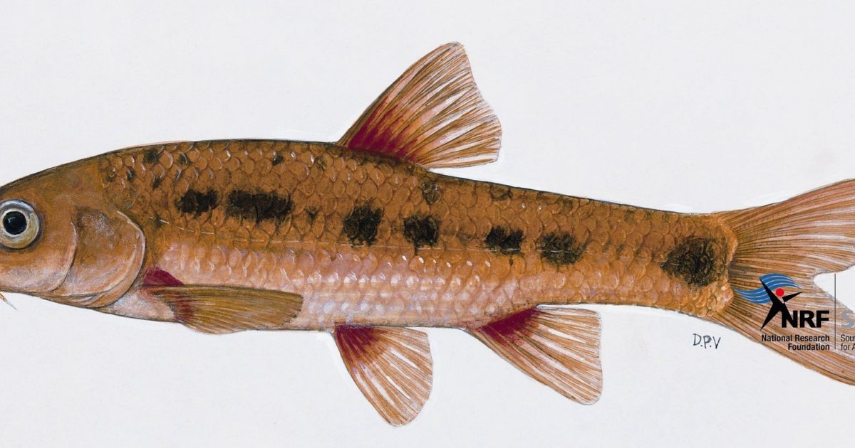 Two Oceans Aquarium | Breede river redfin