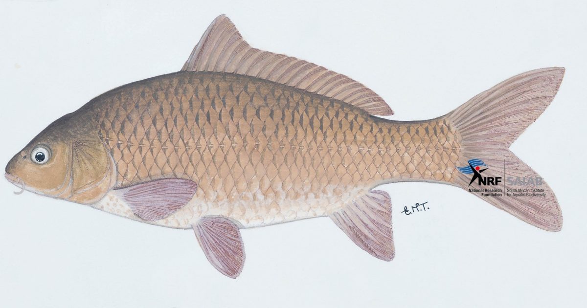 Two Oceans Aquarium | Common carp (alien)