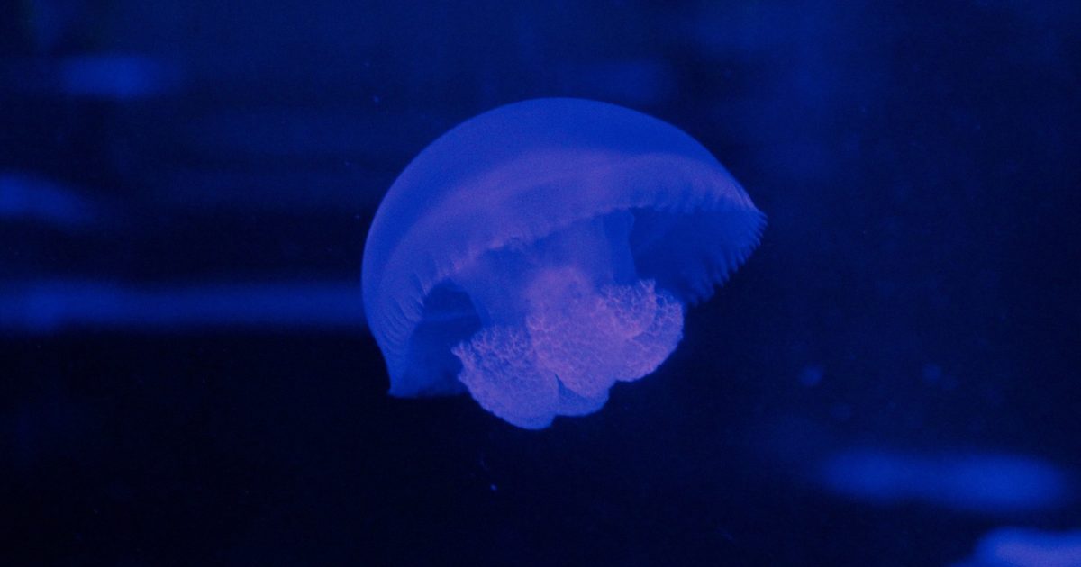 Two Oceans Aquarium | Blue blubber jelly