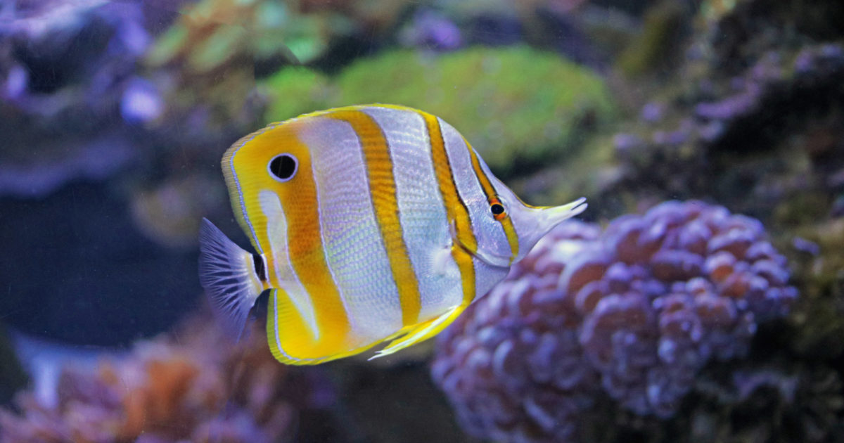 Two Oceans Aquarium | Copperband butterflyfish