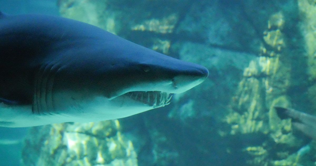Two Oceans Aquarium | Meet our ragged-tooth sharks