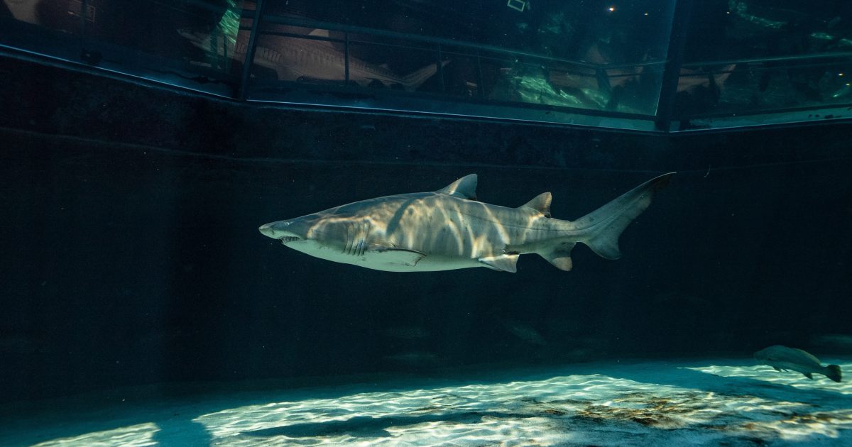Two Oceans Aquarium | Ragged-tooth shark