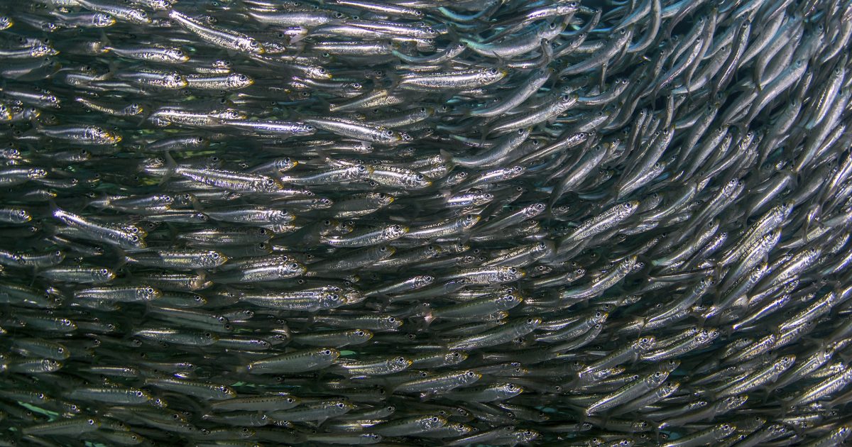 Two Oceans Aquarium Foundation | The sardine run is underway, but…