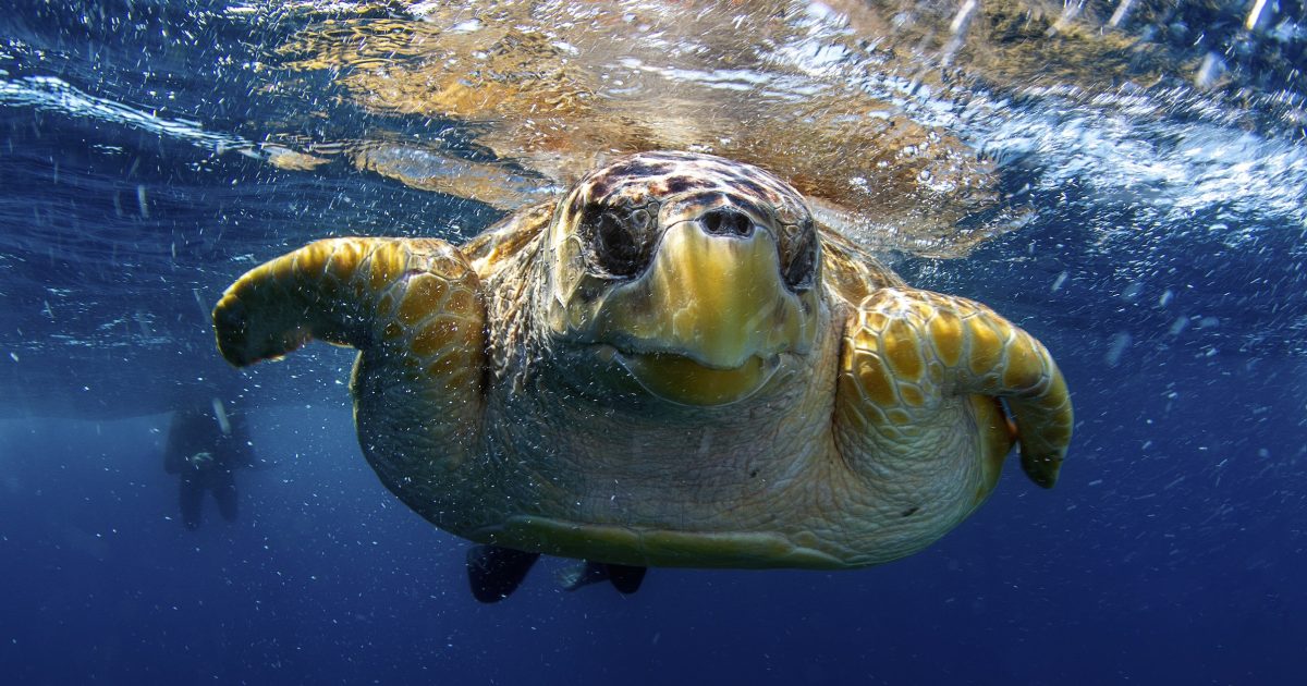 Two Oceans Aquarium Foundation | One Blue Heart beats for our turtles