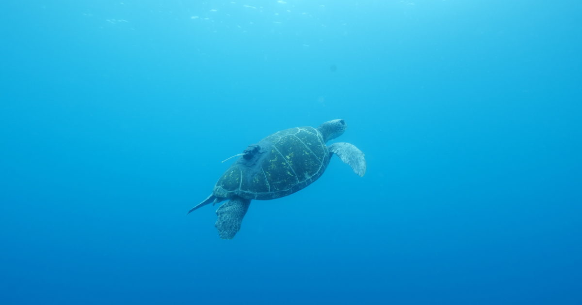 Two Oceans Aquarium | 44 endangered sea turtles released into the…