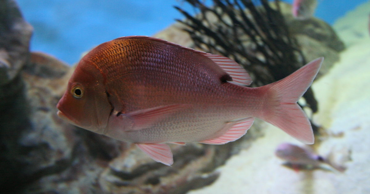 Two Oceans Aquarium | Dageraad