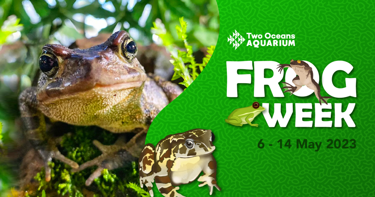 Two Oceans Aquarium | It's un-frog-gettable, frog-a-licious Frog Week…