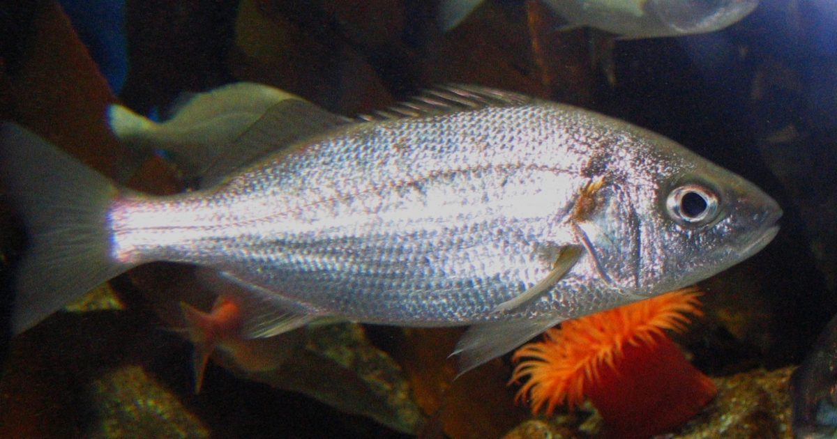 Two Oceans Aquarium | Piggy