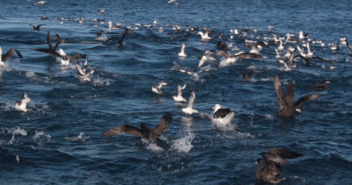 Two Oceans Aquarium | Types of seabirds in the V&A Waterfront