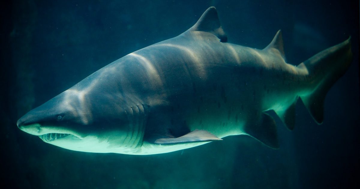 Two Oceans Aquarium | Meet the "raggies": The misunderstood…