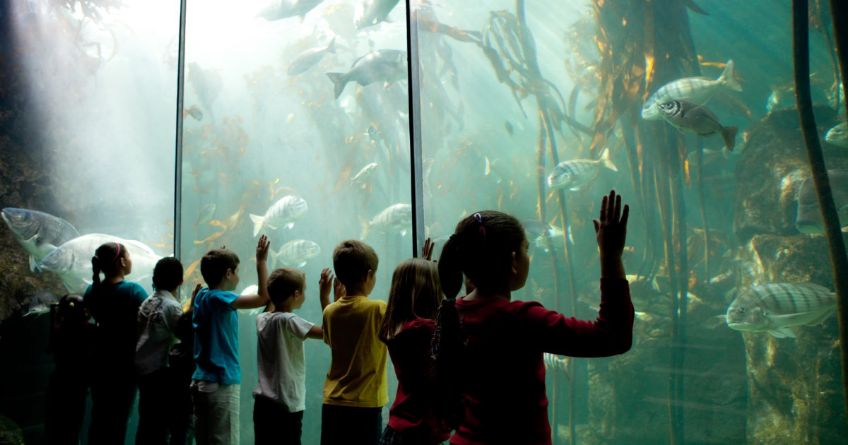 Two Oceans Aquarium Foundation | How does the ocean benefit my family…