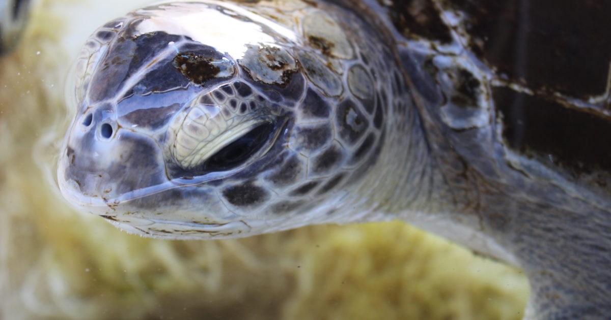 Two Oceans Aquarium | Bob the turtle's rollercoaster rehabilitation