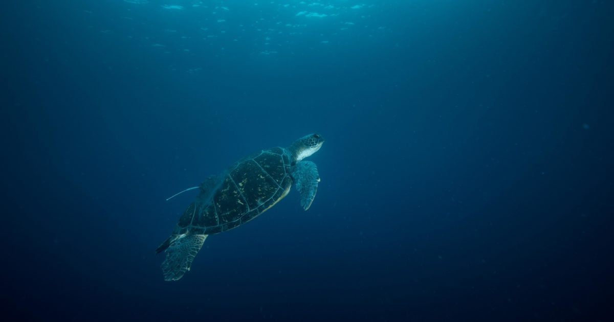 Two Oceans Aquarium | Tag, you’re it! The basics of turtle tagging