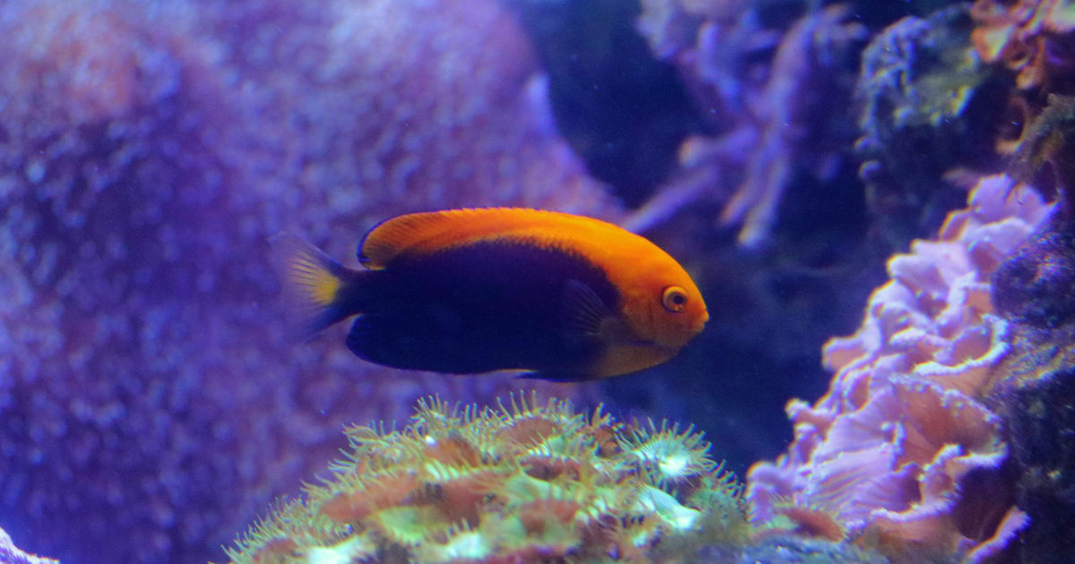 Two Oceans Aquarium | Jumping bean