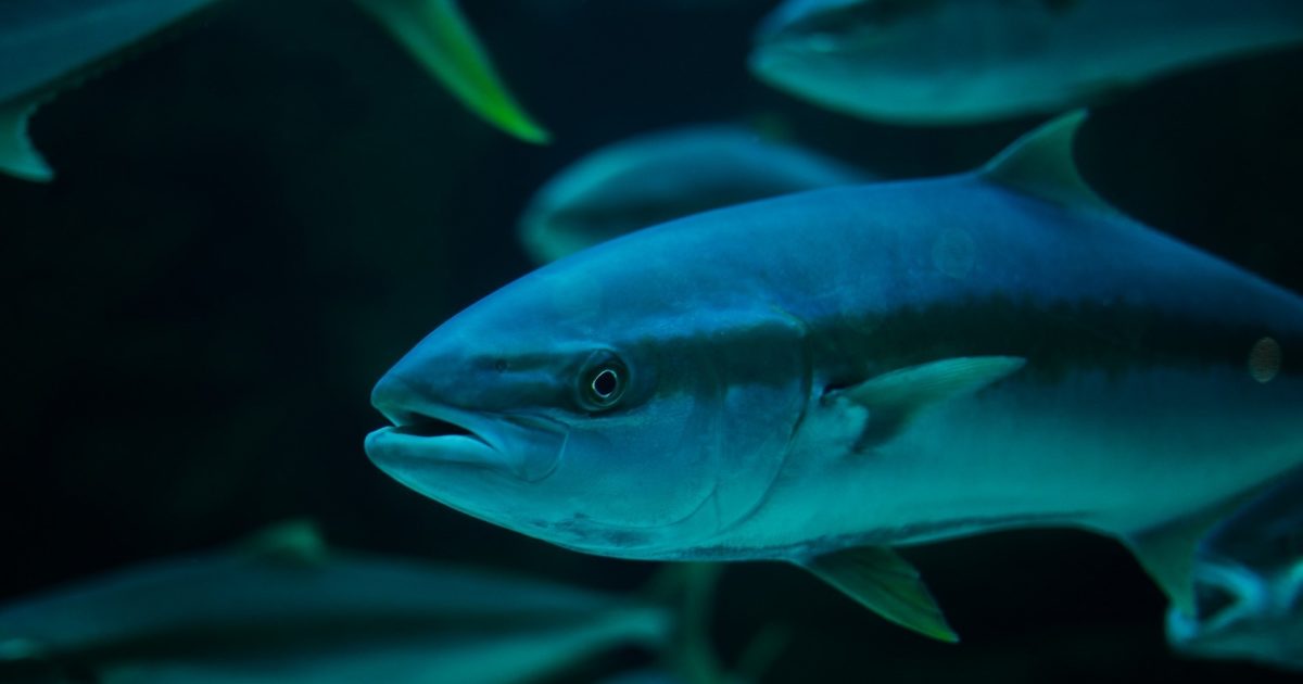 Two Oceans Aquarium | Three (other) fantastic animals you can see in…