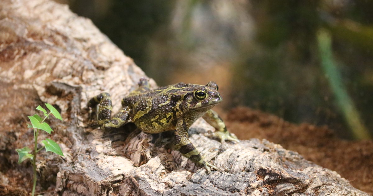 Two Oceans Aquarium | Get a toad of this: Everything you should know…