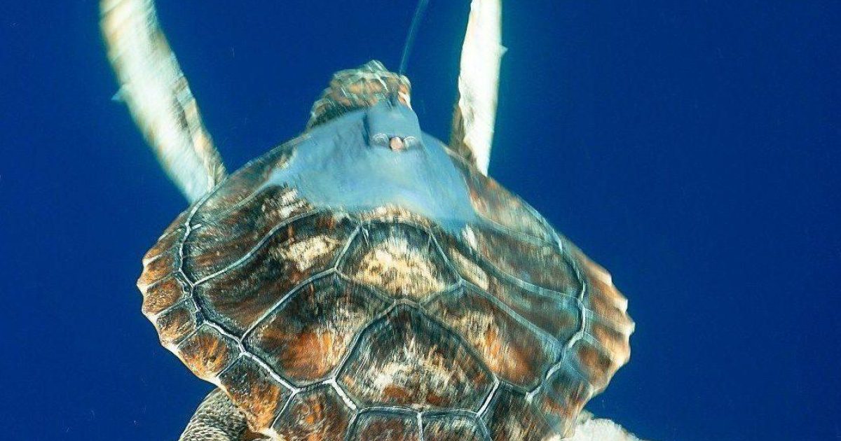 Two Oceans Aquarium | And they're off! Endangered sea turtles…