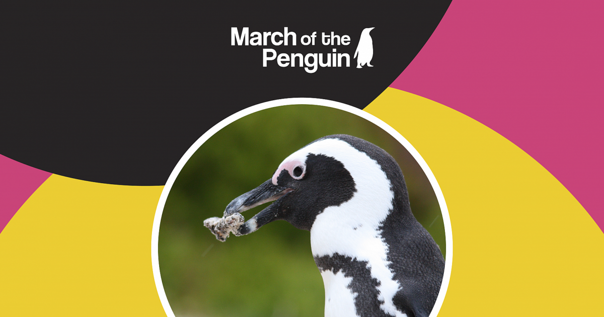 What Do African Penguins Eat