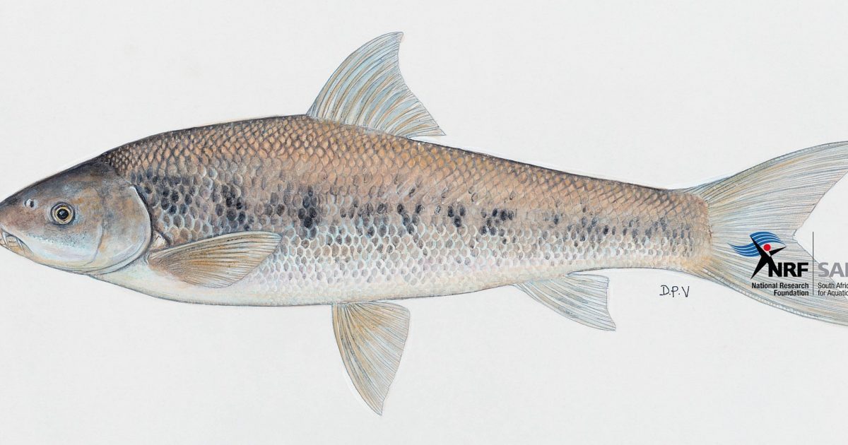 Two Oceans Aquarium | Moggel