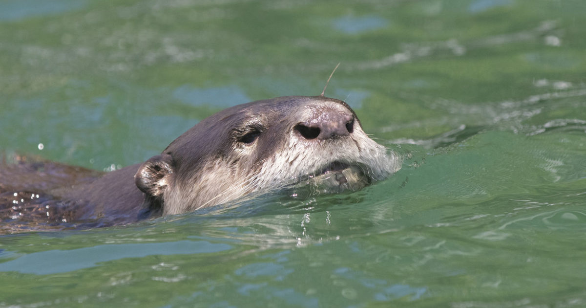 Two Oceans Aquarium Foundation | Happy World Otter Day: Meet the Cape…