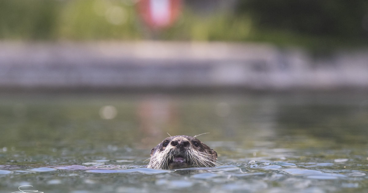 Two Oceans Aquarium Foundation | Urban Otter Project