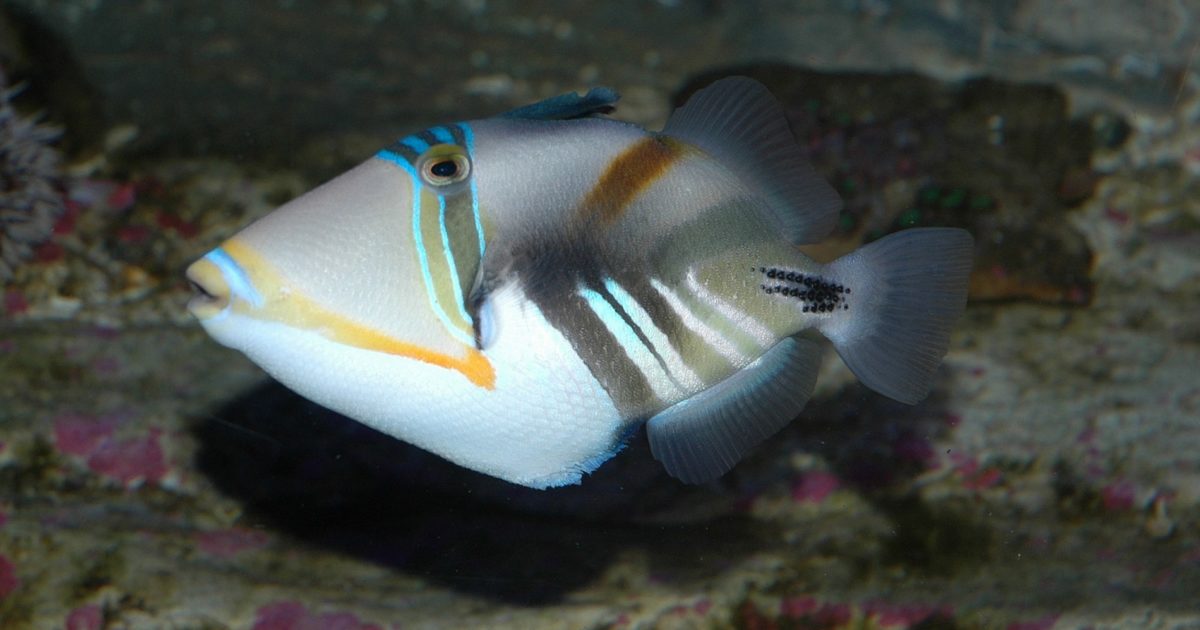 Picasso Triggerfish Picasso Triggerfish: A Marine Aquarium Masterpiece